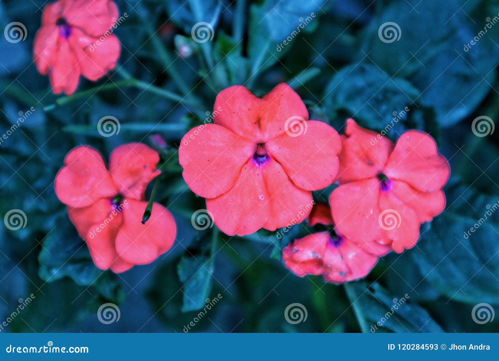 Red ornamental plants stock image. Image of beautiful - 120284593