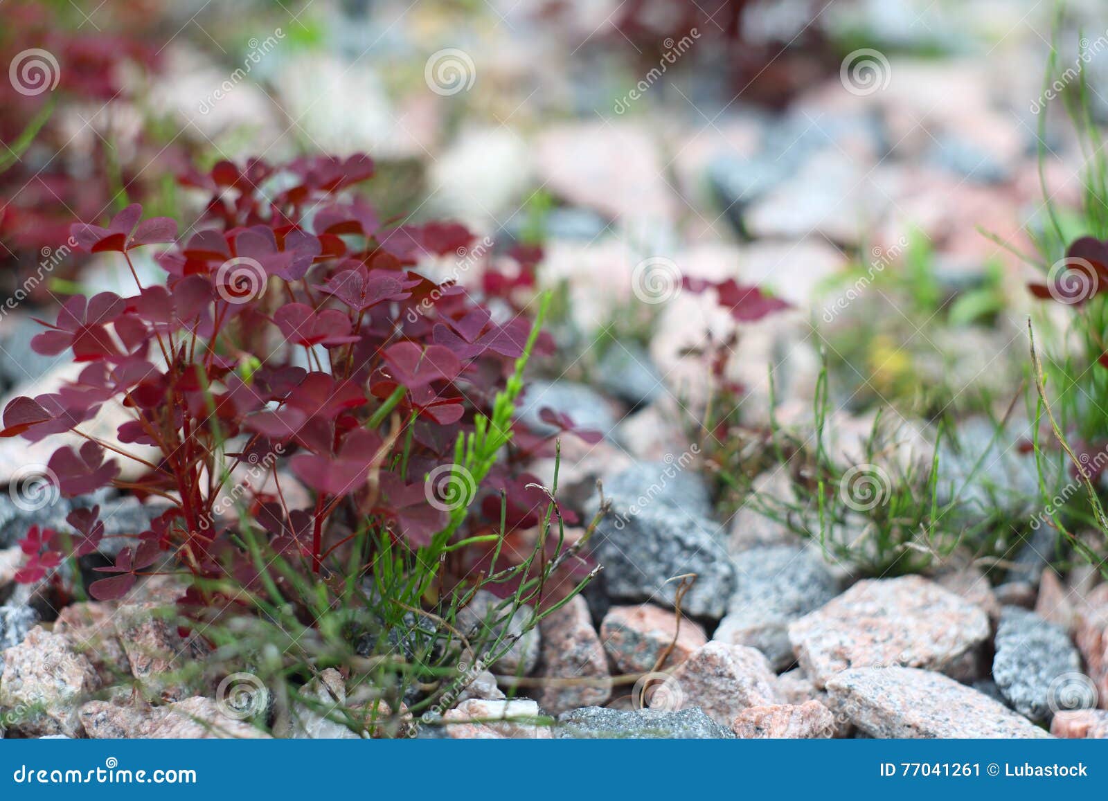 Red orpine plant stock image. Image of orpine, garden - 77041261