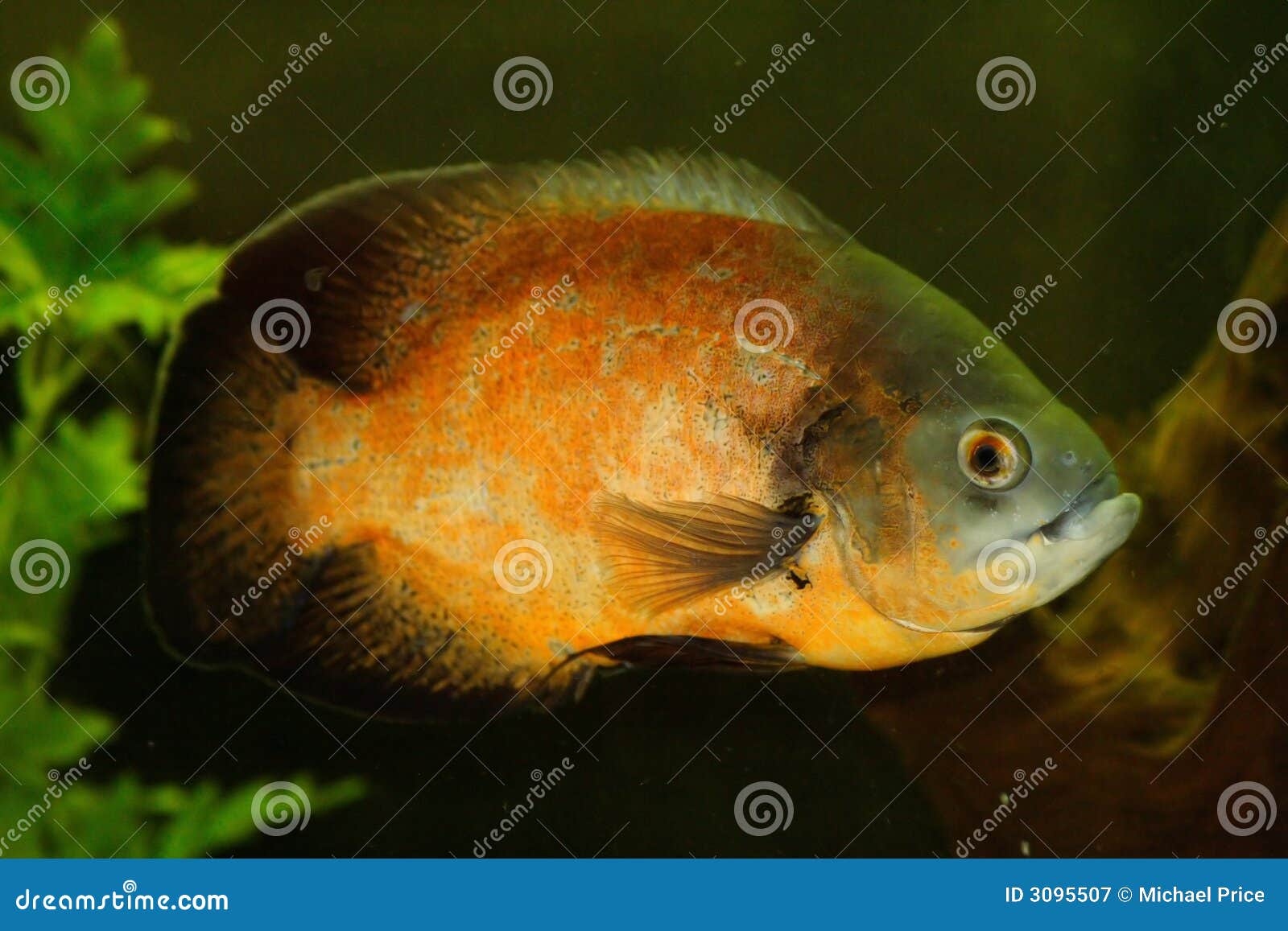 Red Oscar stock image. Image of velvet, marbled, aquarium - 3095507