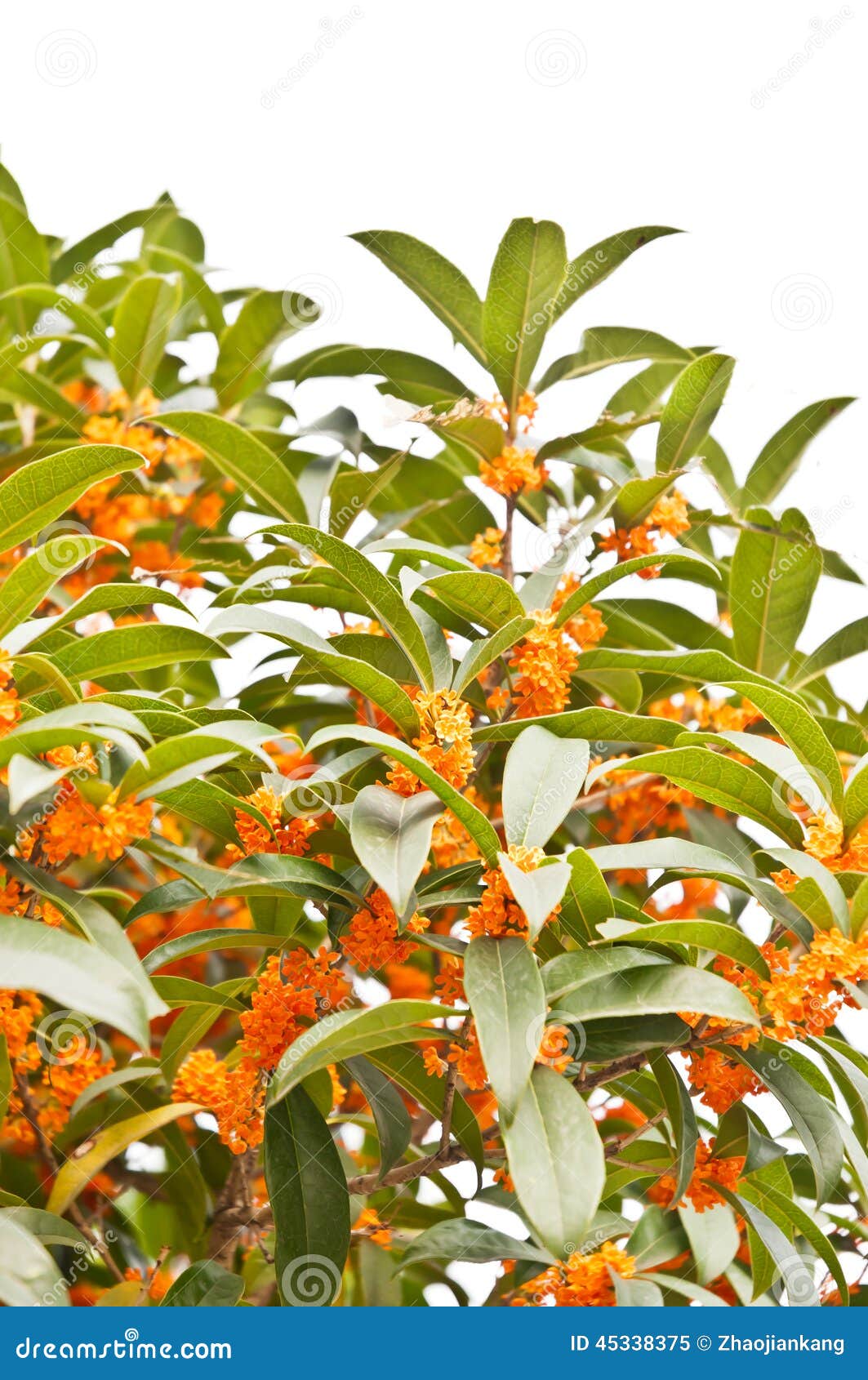 Red Osmanthus Flowers in Full Bloom Stock Image - Image of scented ...