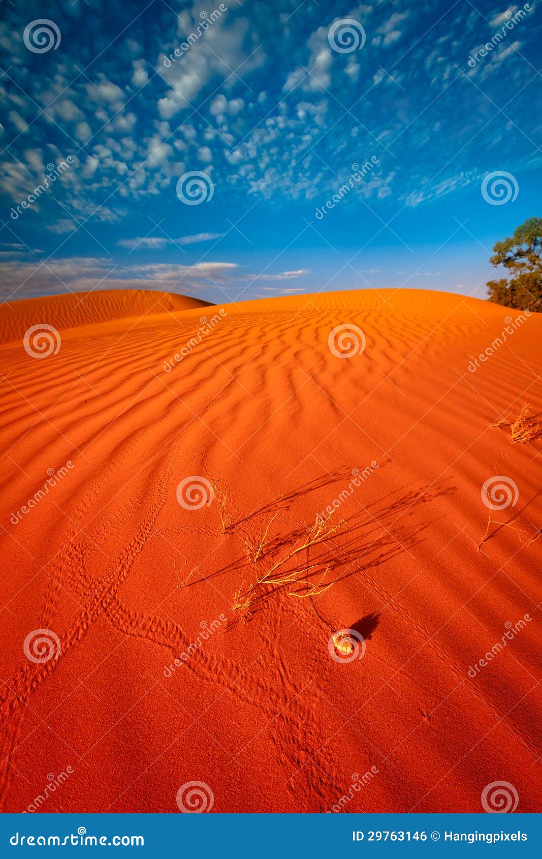 Animal Tracks in Red Sand Dune Stock Photo - Image of nature, untamed ...