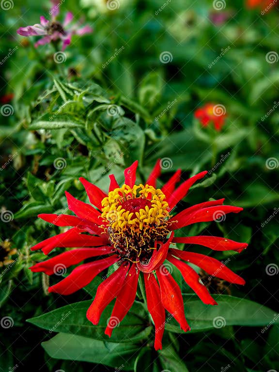 Red over the green stock image. Image of flower, blossom - 211935679
