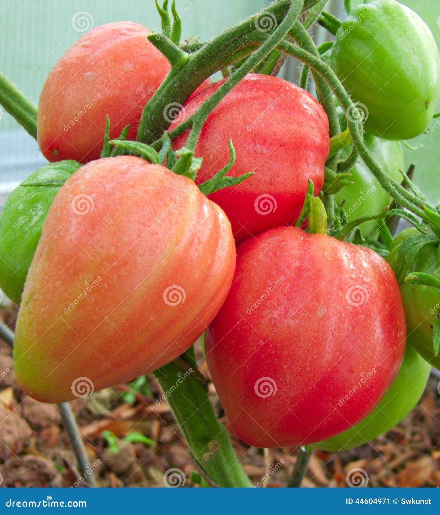 Red ox heart tomato . stock image. Image of food, farm - 44604971