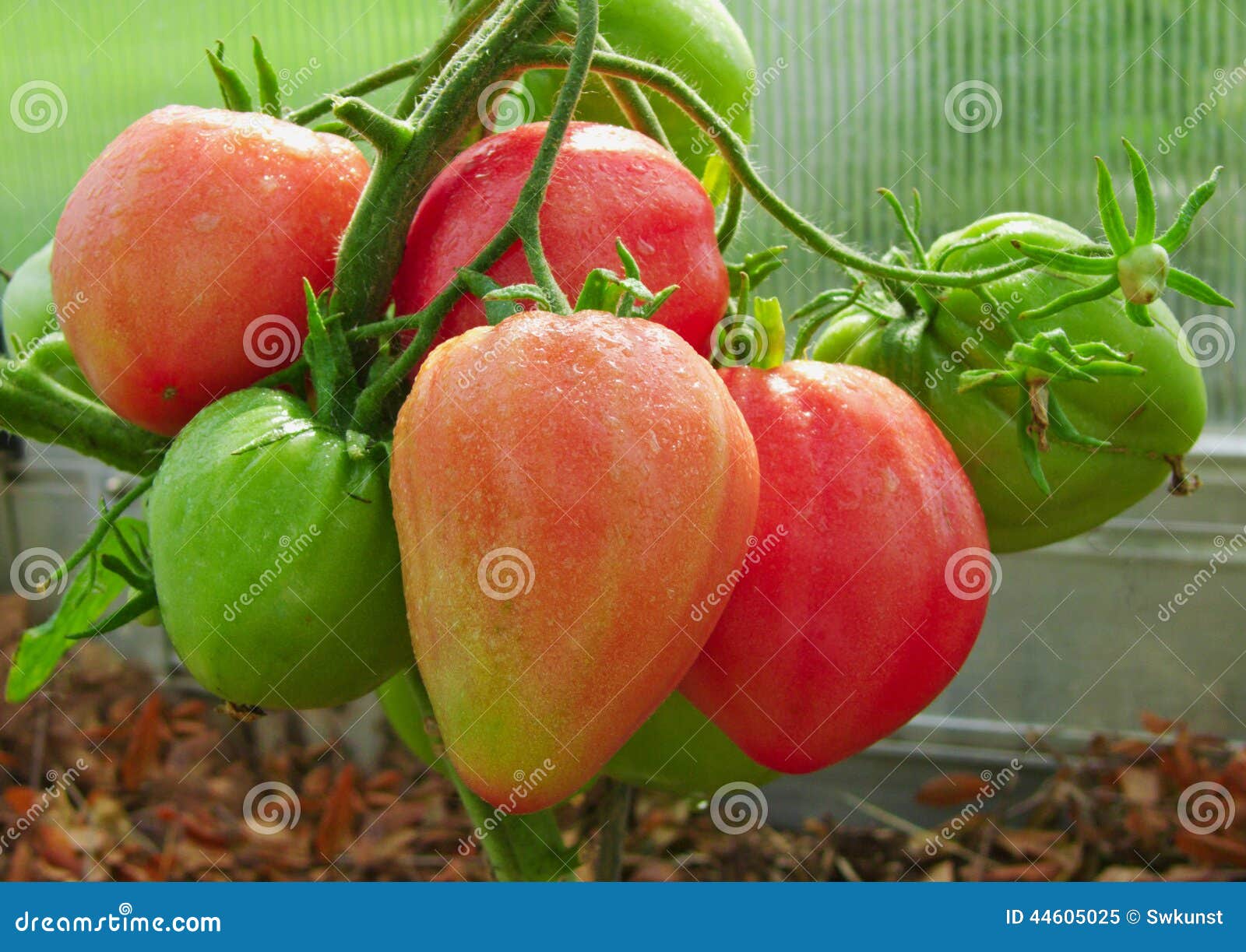 Red ox heart tomato . stock image. Image of tomato, garden - 44605025