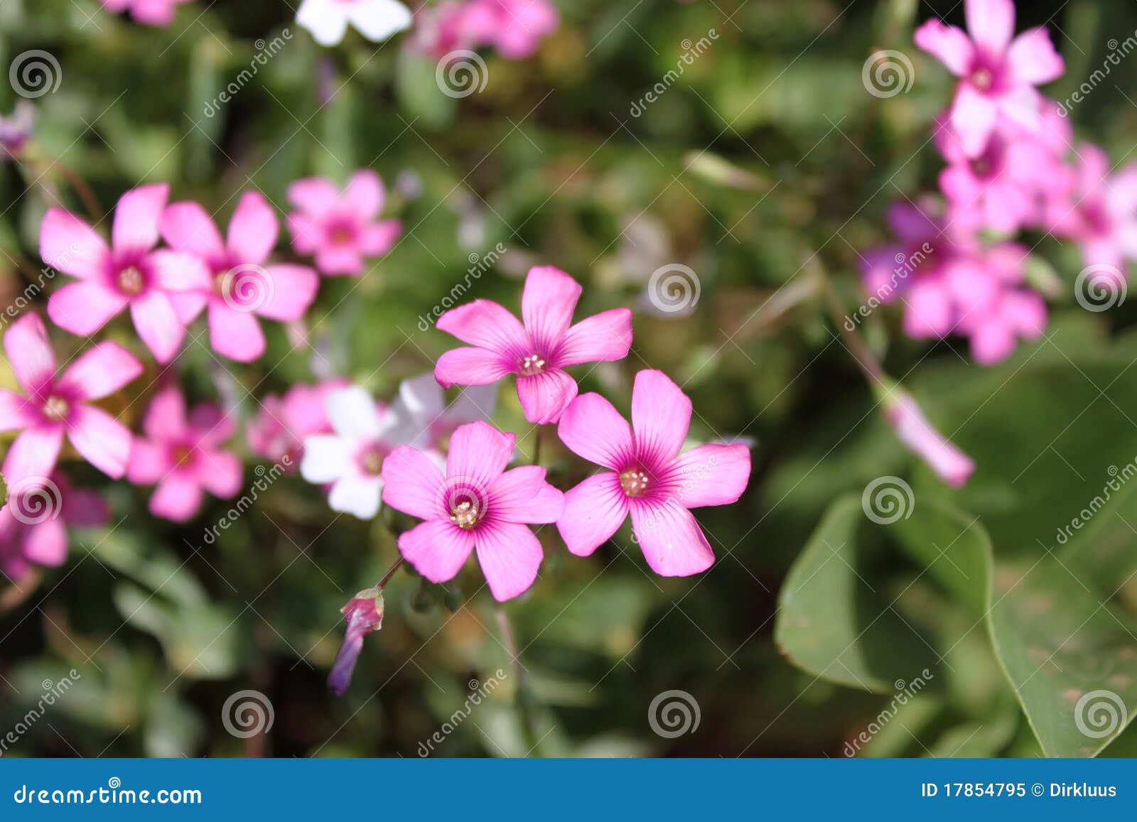 Red Oxalis Rubra stock image. Image of flower, pink, purple - 17854795