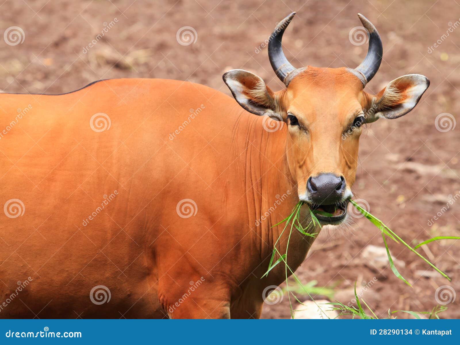 Red oxen. stock photo. Image of leaf, country, horn, creature - 28290134