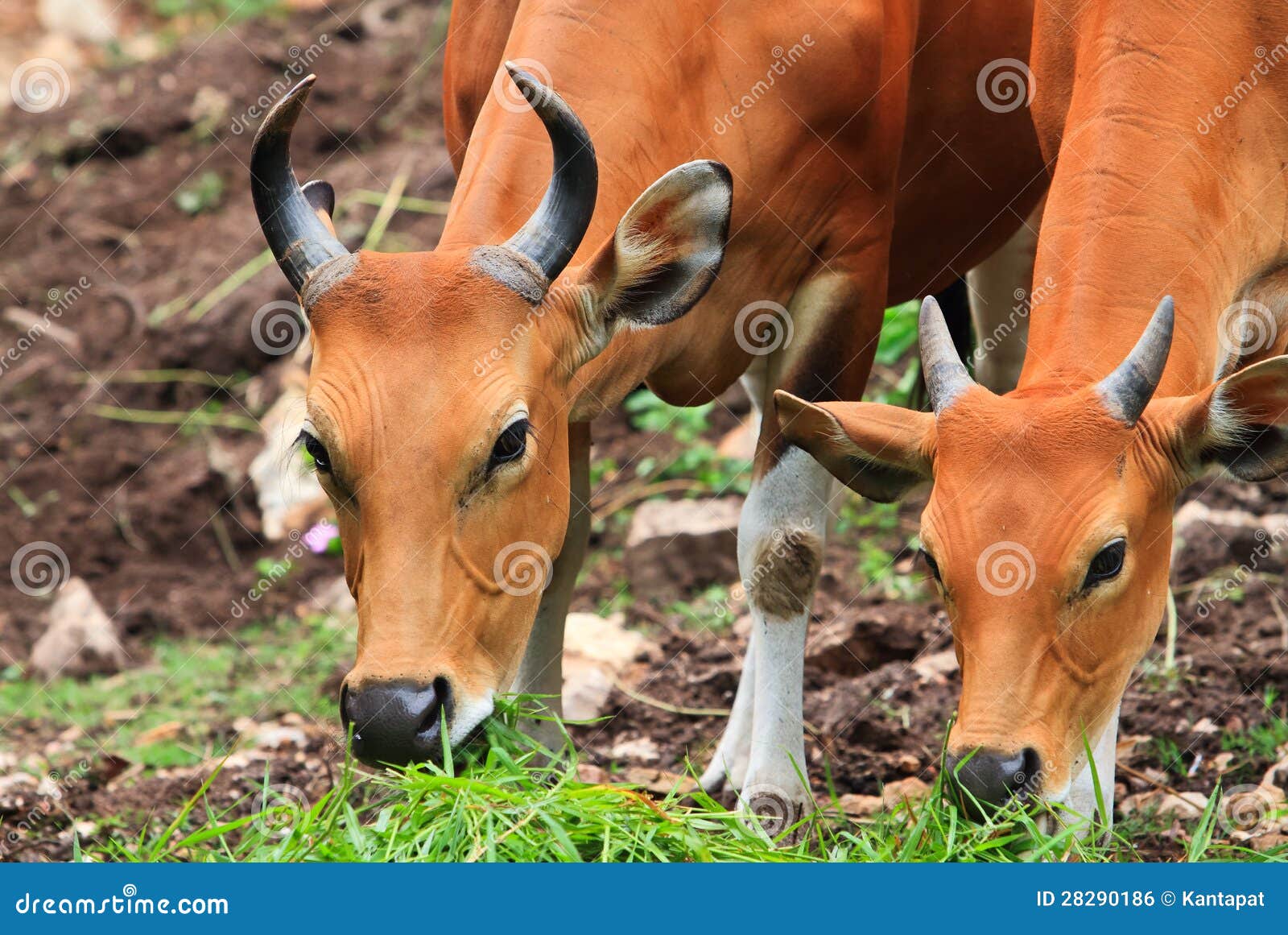Red oxen. stock photo. Image of agriculture, dangerous - 28290186