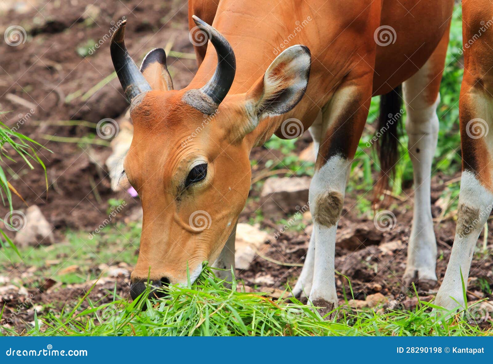 Red oxen. stock photo. Image of horn, graze, animal, grass - 28290198