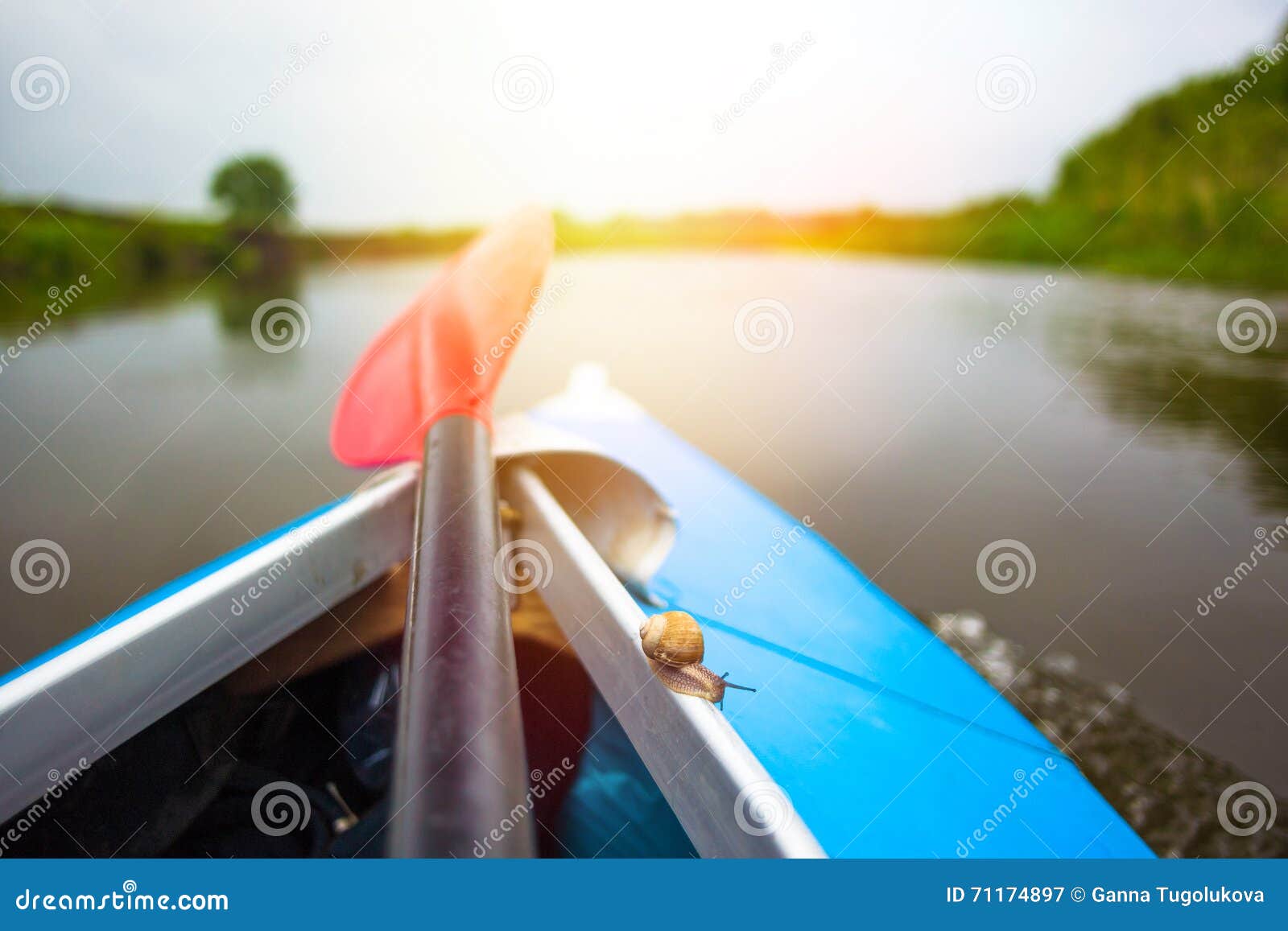 321 Lagoon Snail Stock Photos - Free & Royalty-Free Stock Photos from ...