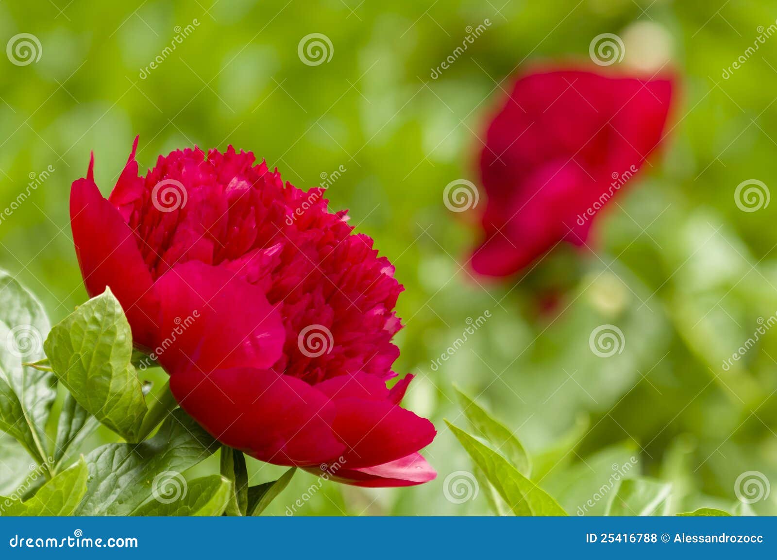 Red Paeon flowers stock photo. Image of detail, plant - 25416788