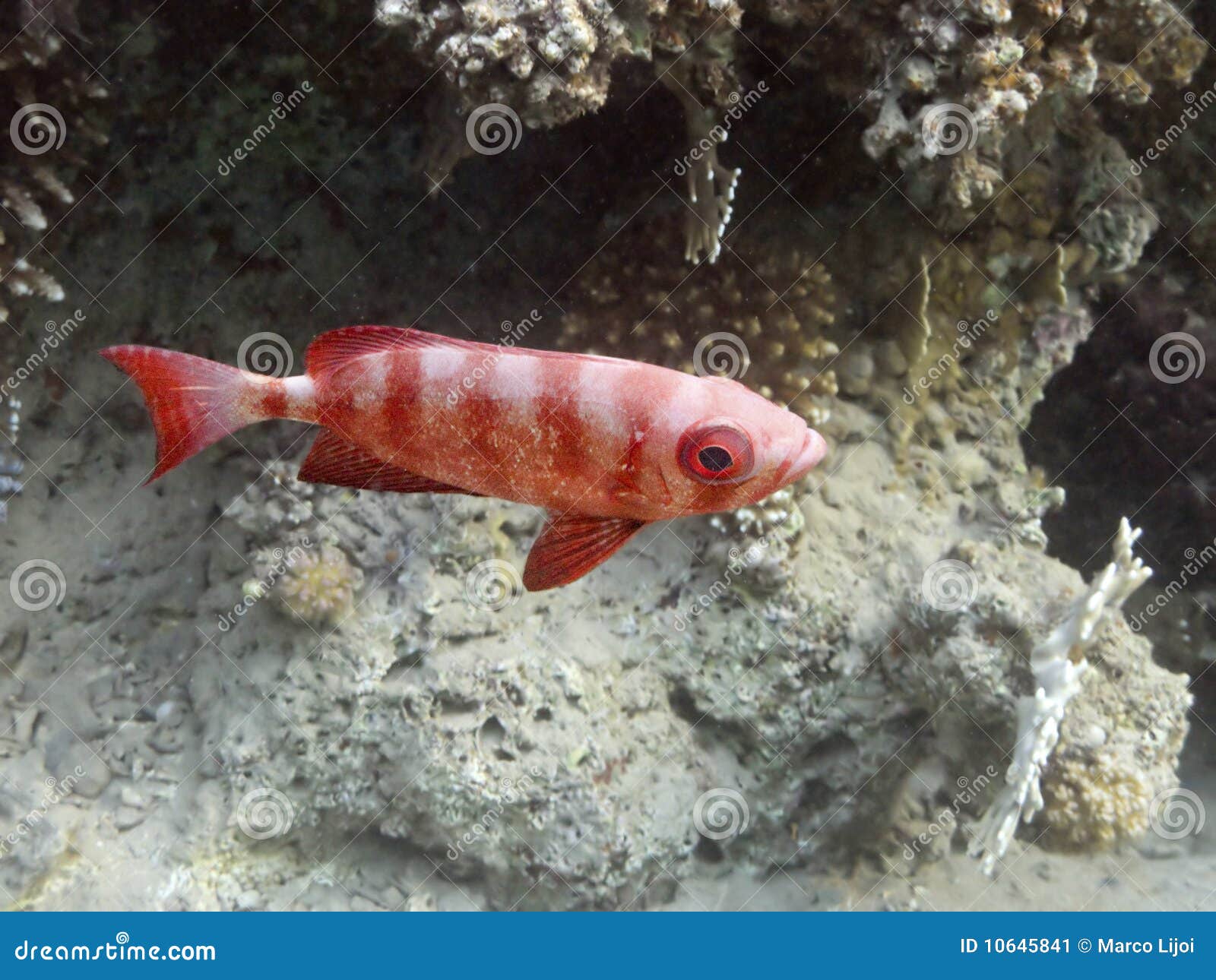 Red Paeony Bulleye stock image. Image of fish, diver - 10645841