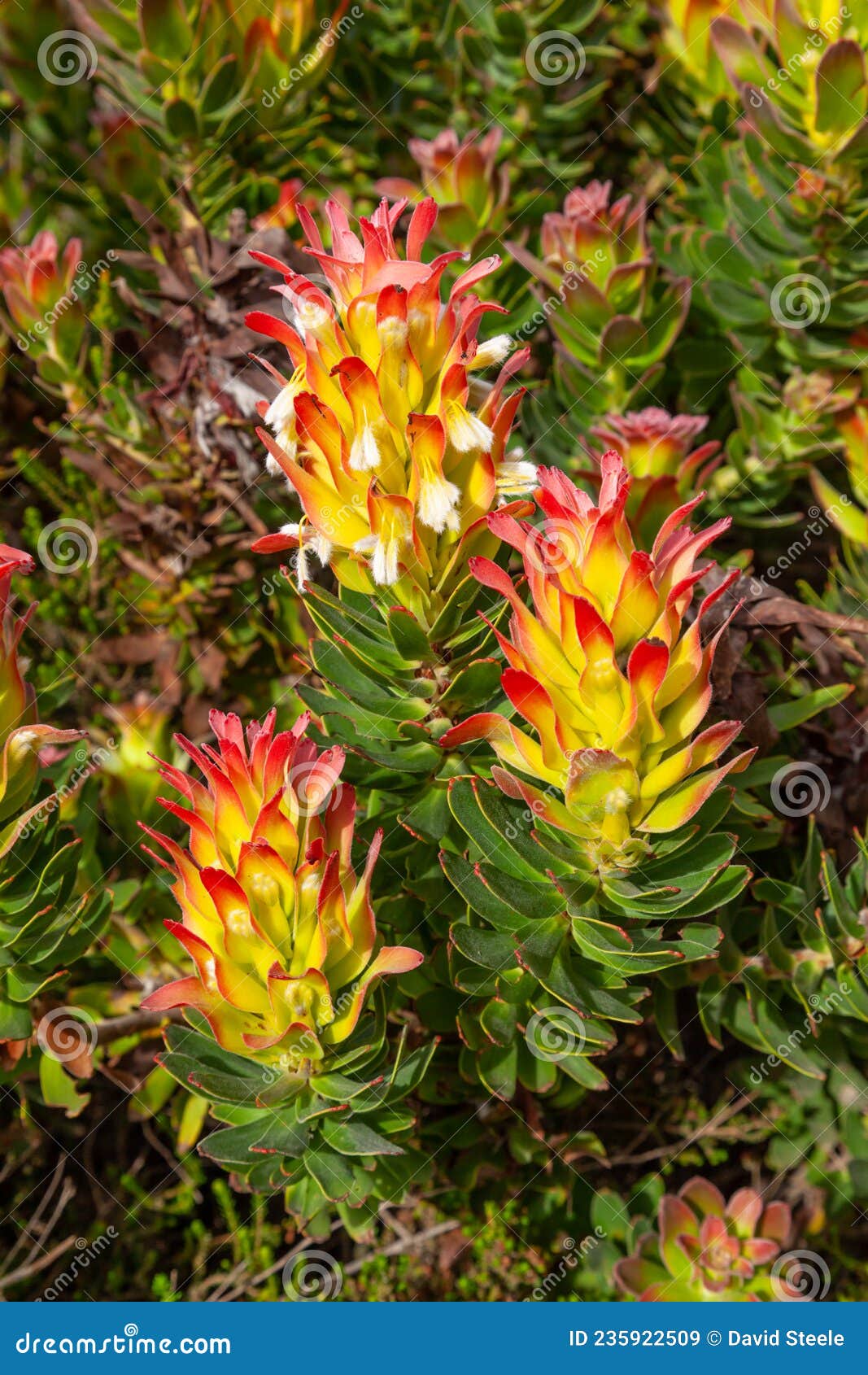 A Red Pagoda Plant in the Kogelberg Stock Image - Image of green ...