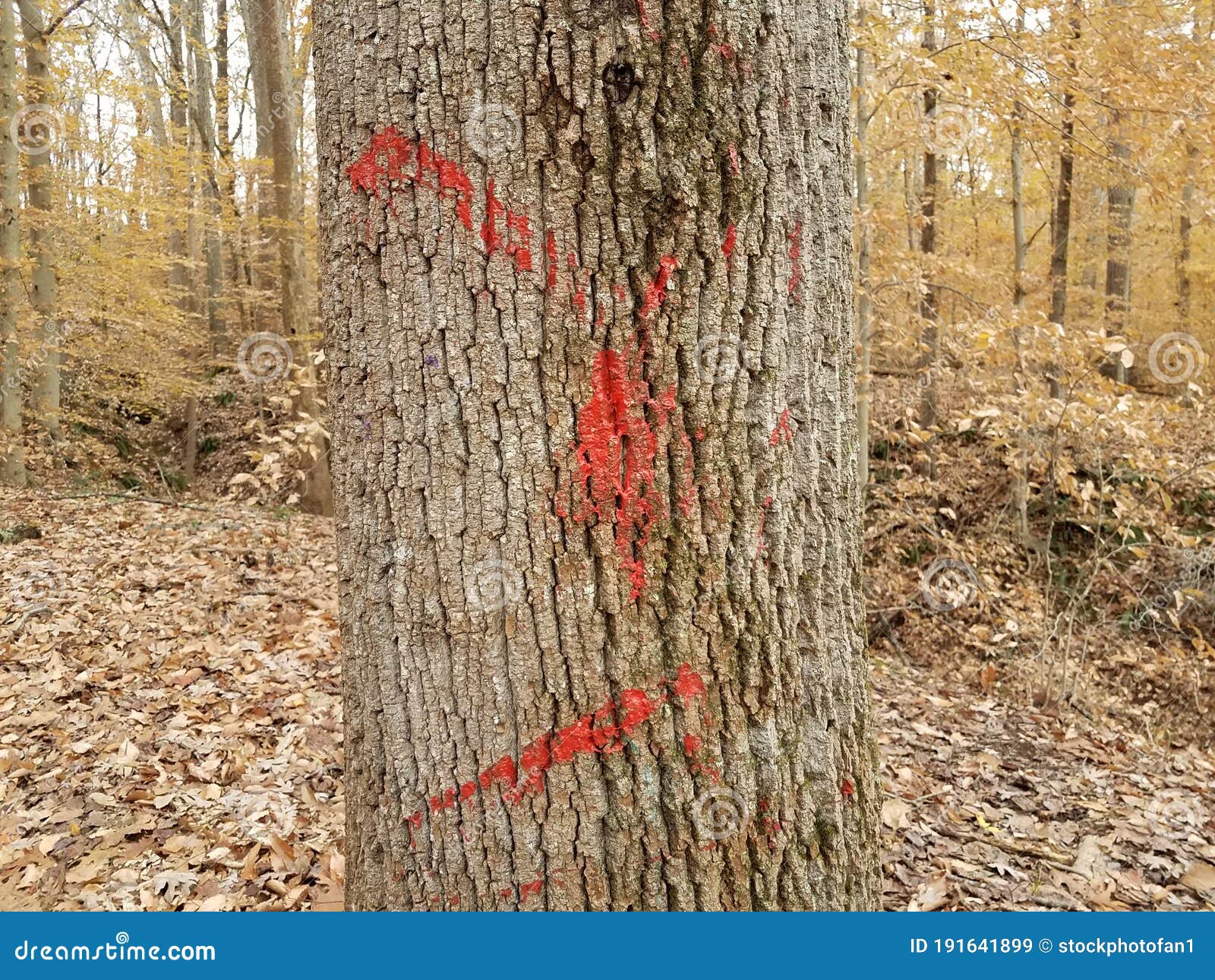 Red Paint on Tree Bark in Forest with Fallen Leaves Stock Image - Image ...