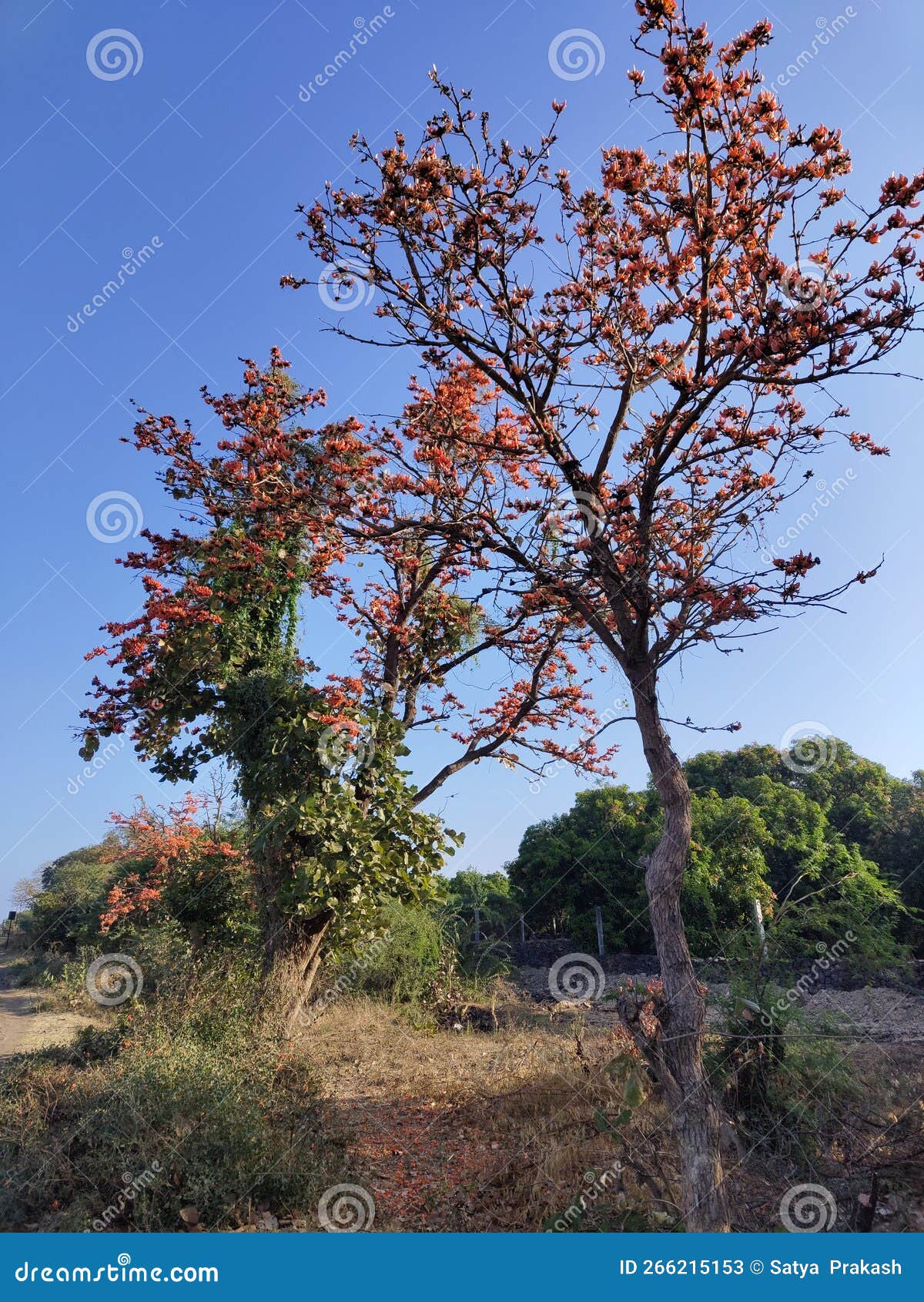 Red Palash Flowers Tree with Branches Stock Image - Image of ...