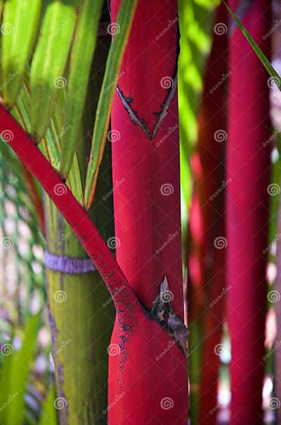 Red Palm stock photo. Image of beauty, palm, colors, seasons - 528878
