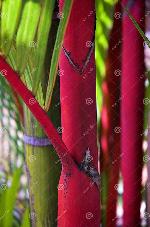 Red Palm stock photo. Image of beauty, palm, colors, seasons - 528878