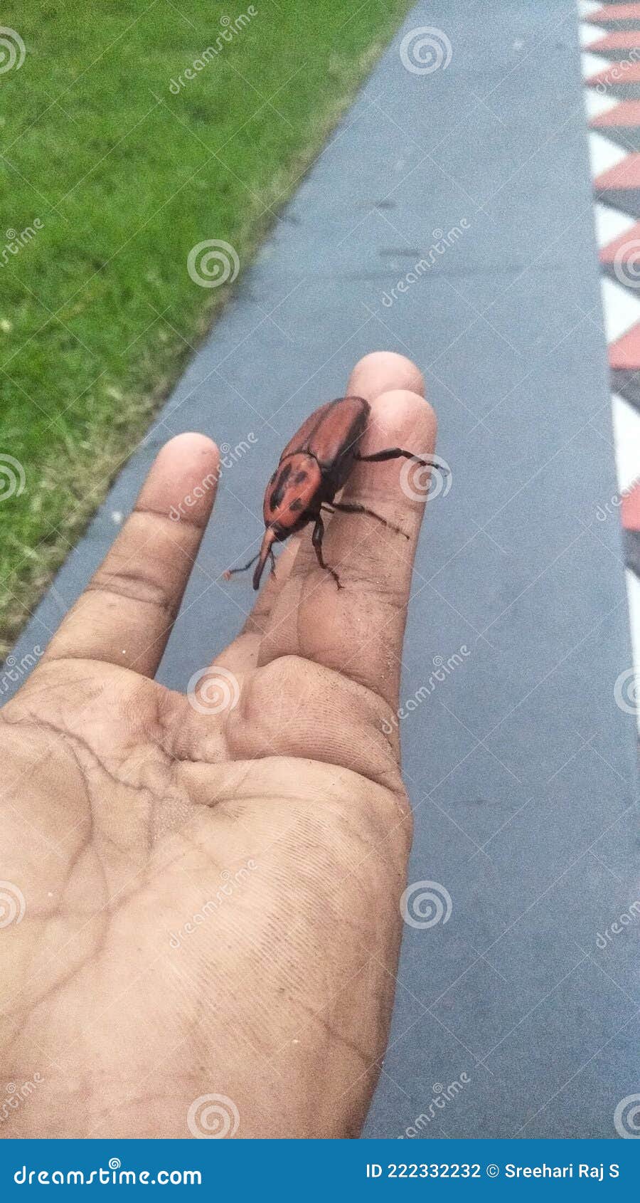 Red palm beetle stock photo. Image of limb, mouth, organ - 222332232