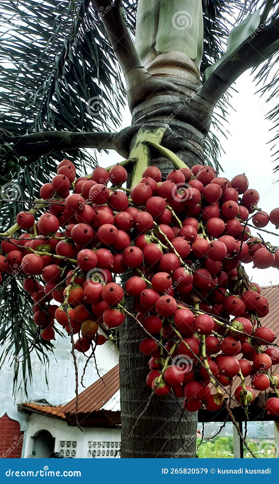 Red Palm Fruit Ready for Harvest Stock Image - Image of evergreen ...