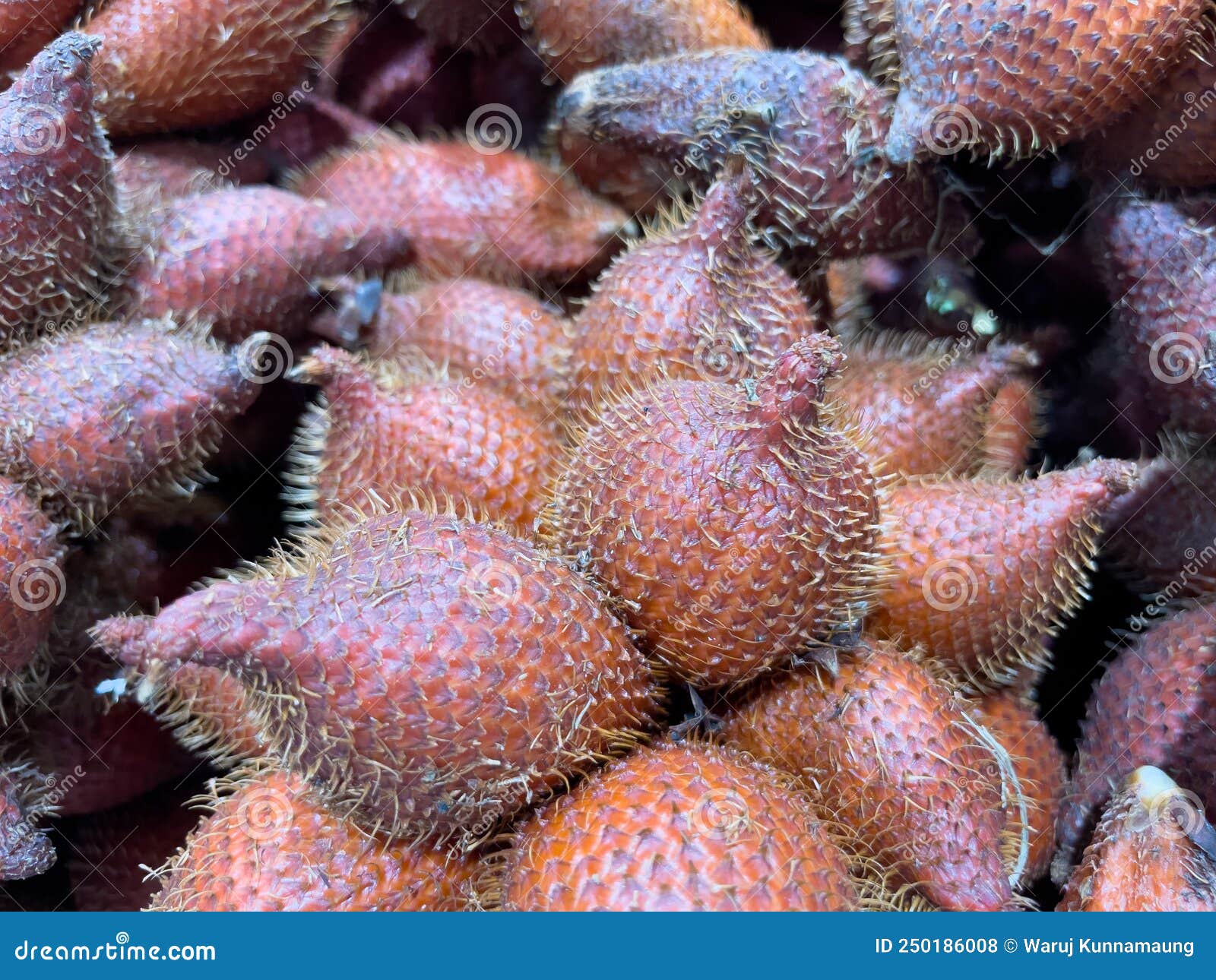 Red Palm Fruit with Sharp Hairs on the Peel. Stock Photo - Image of ...