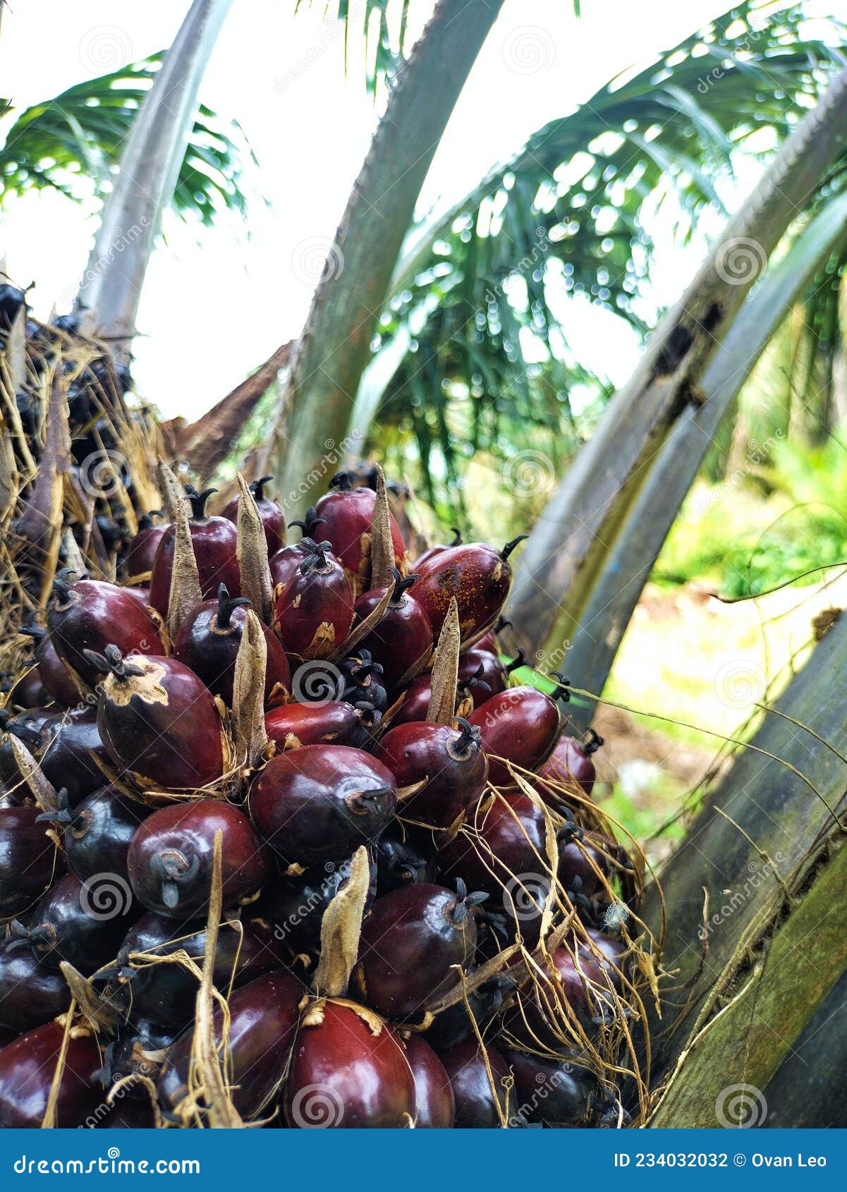 The Red Palm Fruit is a Sign that it is Ripe and Ready To Be Harvested ...