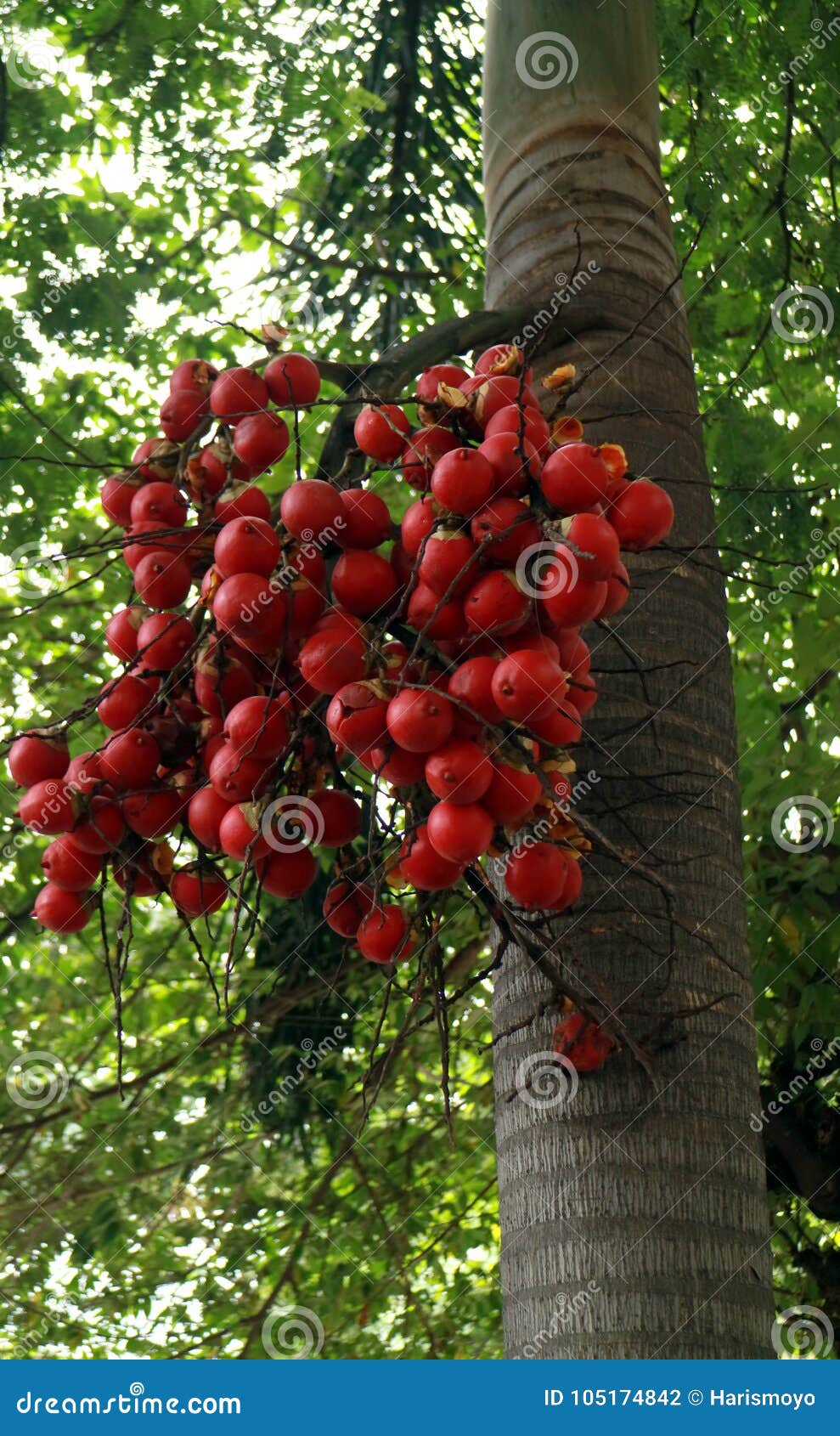 Red palm fruit stock photo. Image of green, lipstick - 105174842