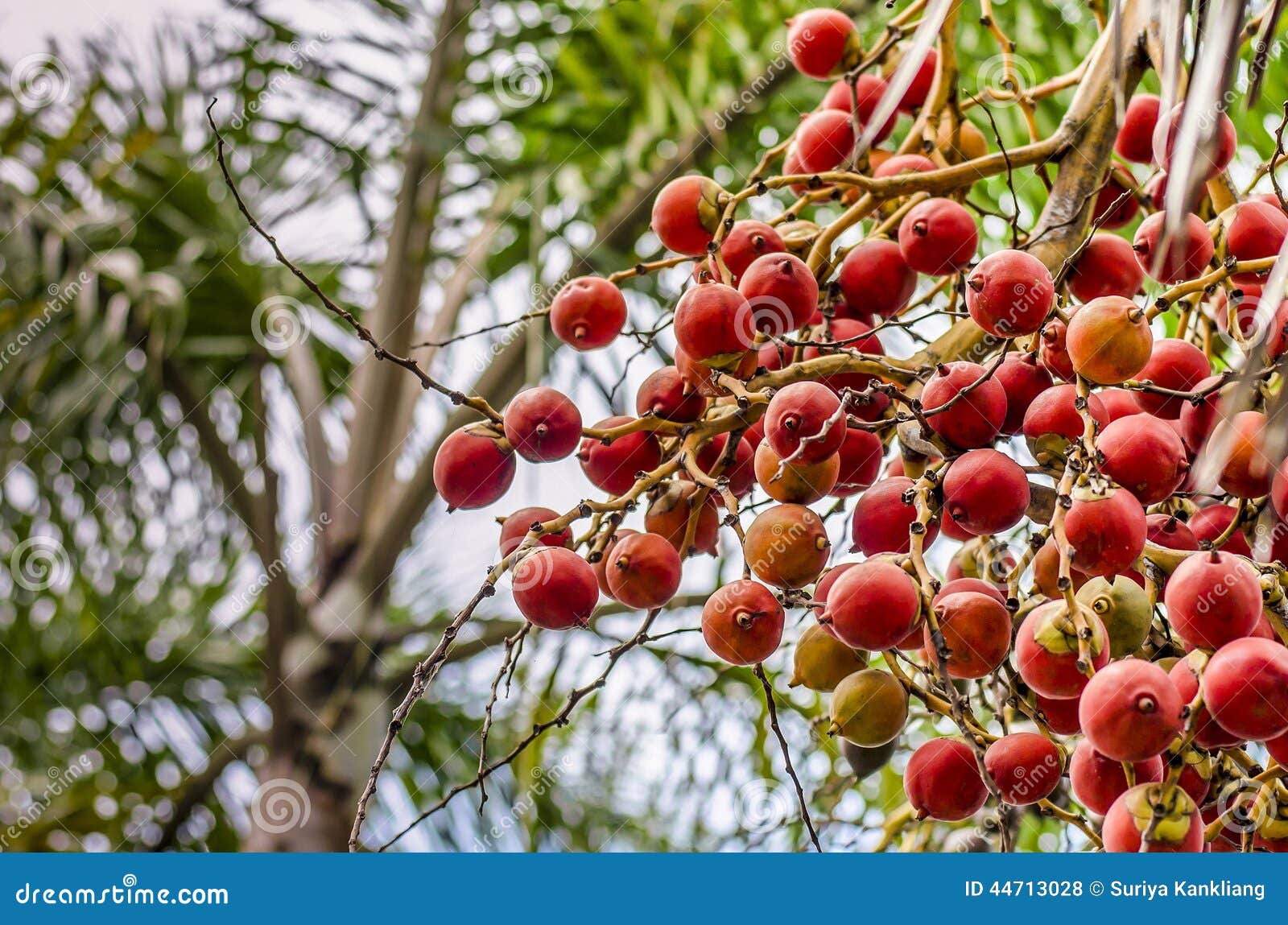 Red palm fruits stock photo. Image of nature, fresh, ripe - 44713028