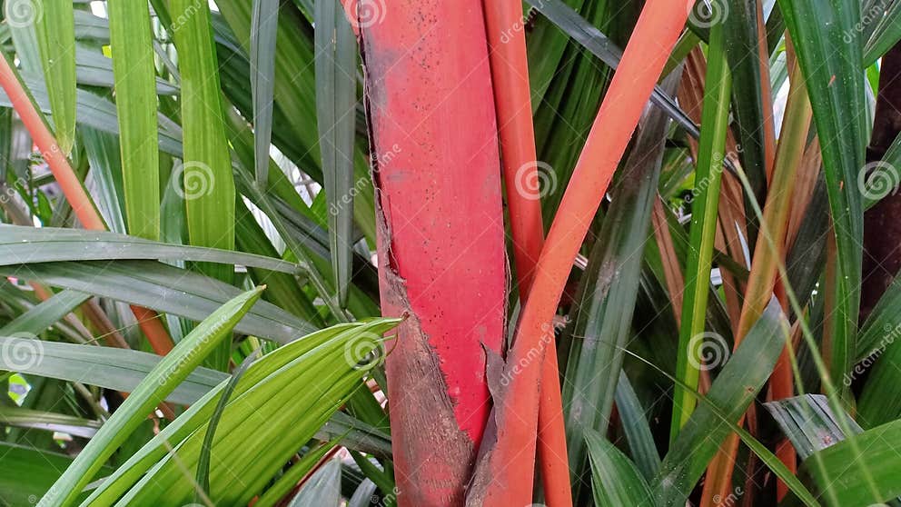 Red Palm in the garden stock image. Image of tropical - 272785775