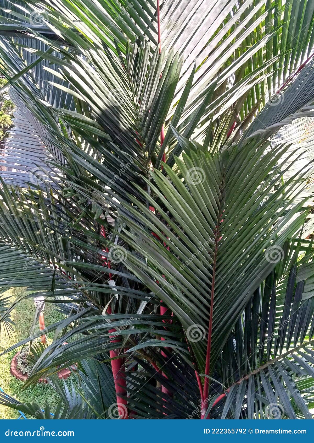Red Palm from Top stock photo. Image of palm, nature - 222365792