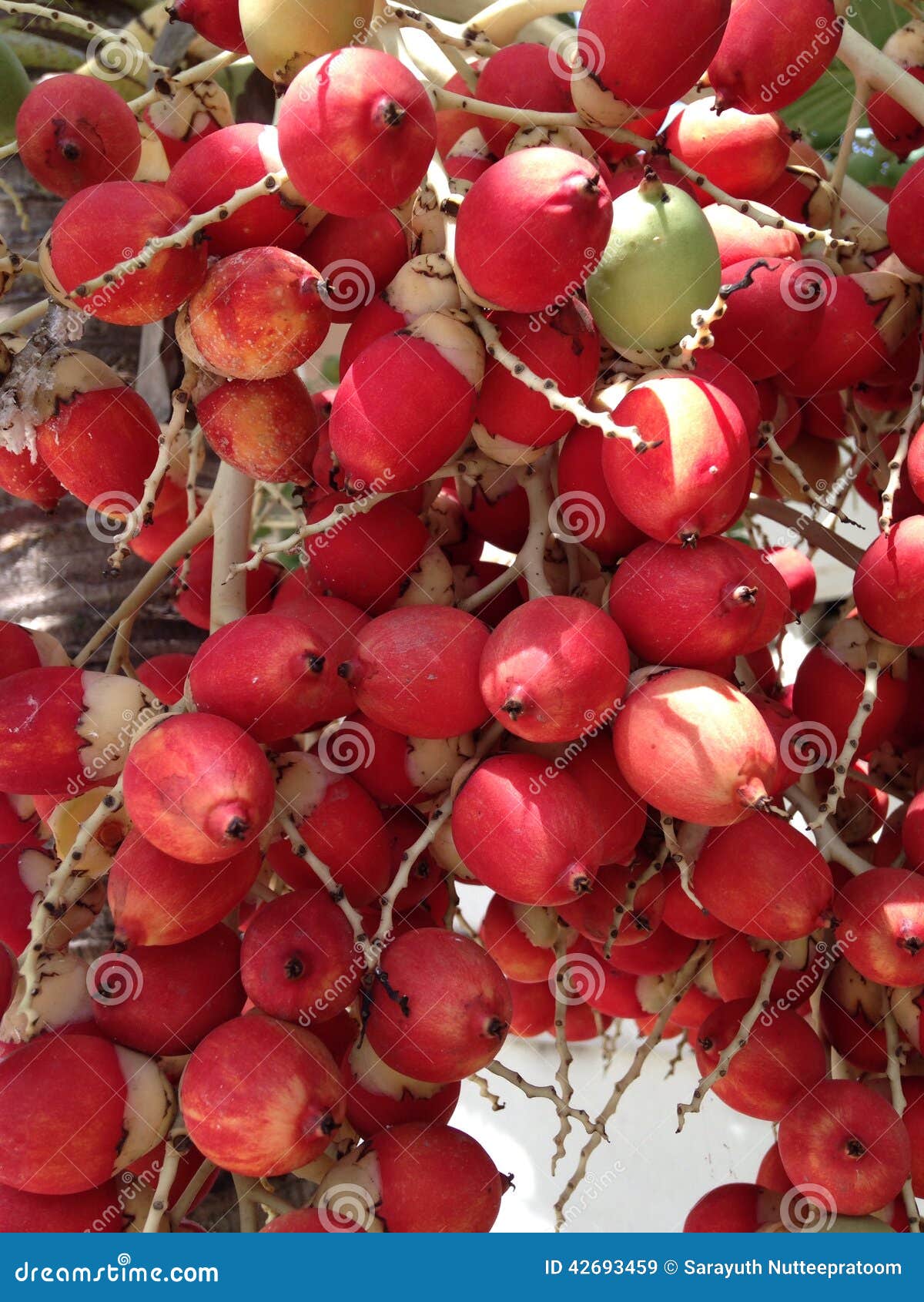 Red Palm stock image. Image of palm, plant, nature, tree - 42693459