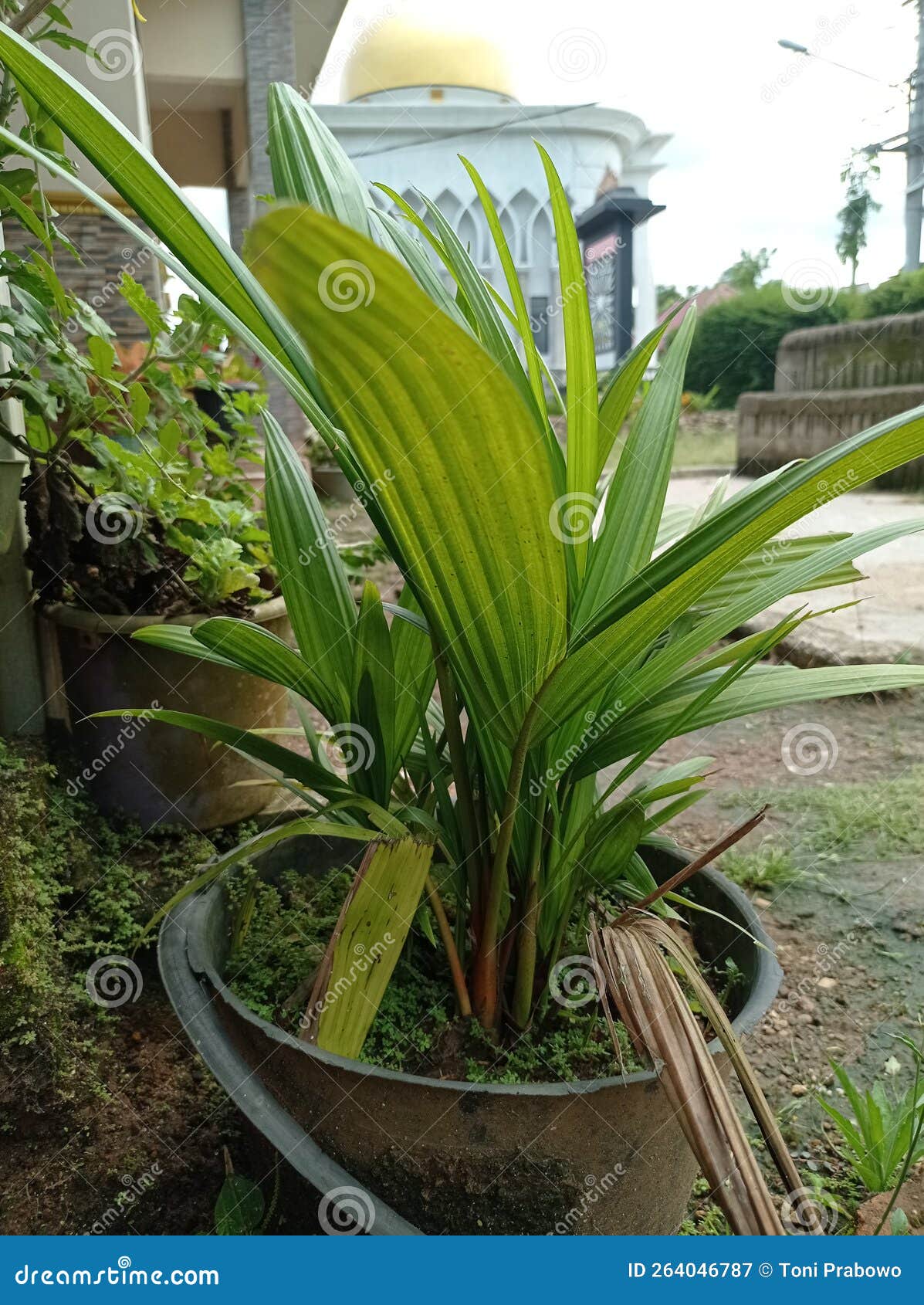 Red Palm in a Used Bucket Pot Stock Image - Image of palm, used: 264046787