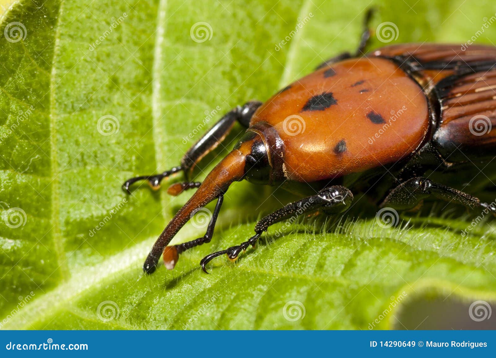 Red palm weevil stock image. Image of rhynchophorus, parasite - 14290649