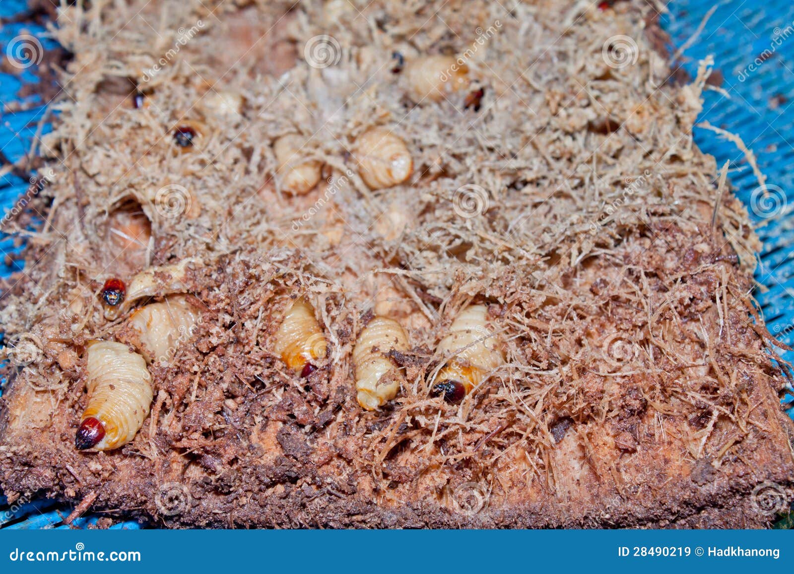 Red palm weevil grub stock image. Image of weevil, larva - 28490219