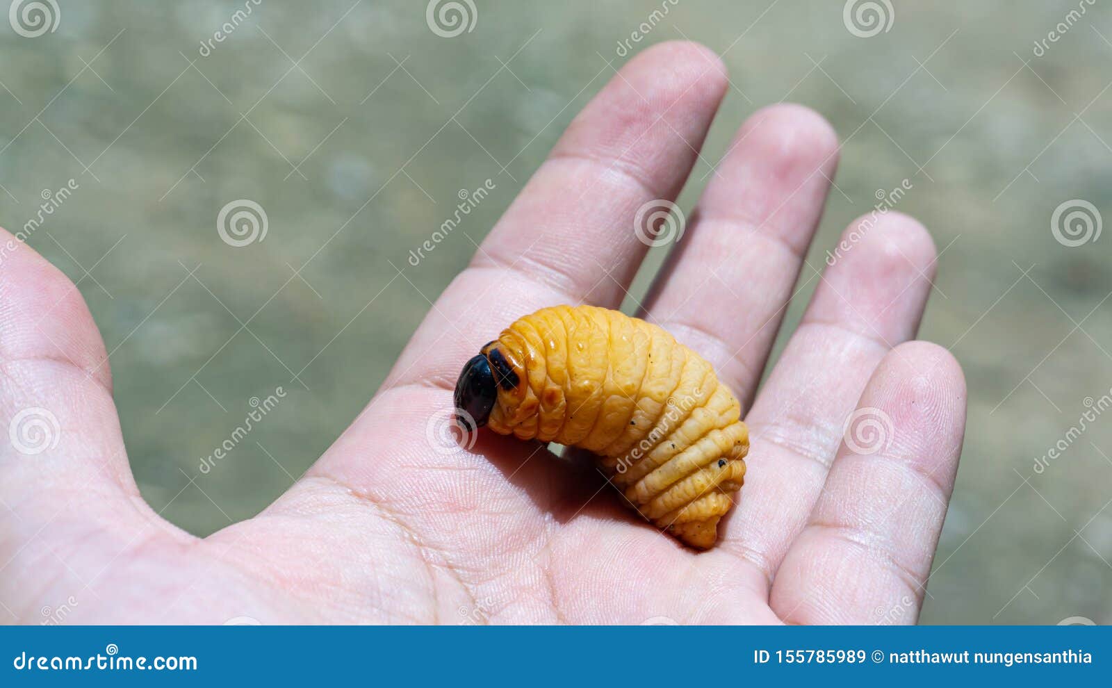 Red Palm Weevil on Hand,Eat All Kinds of Young Trees Stock Image ...