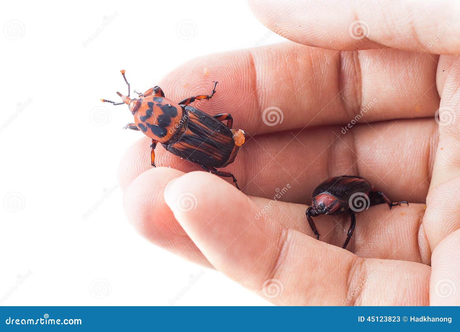 Red palm weevil stock image. Image of species, palm, ferrugineus - 45123823