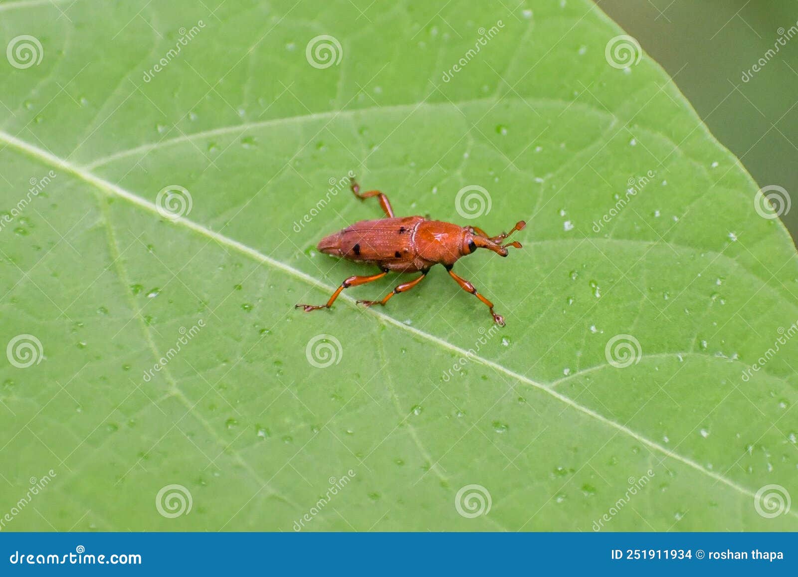 Red Palm Weevil- Insects stock photo. Image of centimetres - 251911934