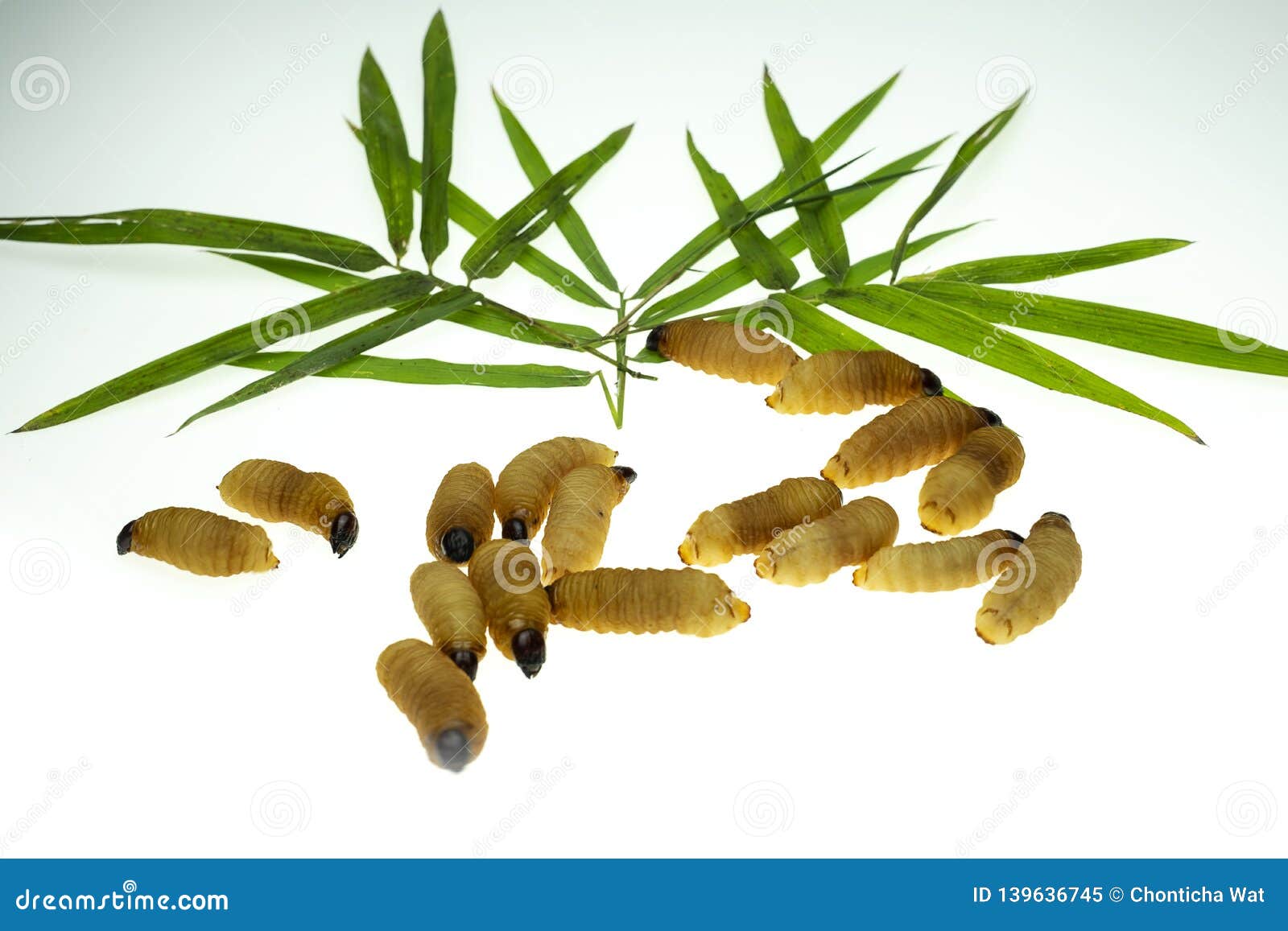 Red palm weevil larvae stock image. Image of natural - 139636745