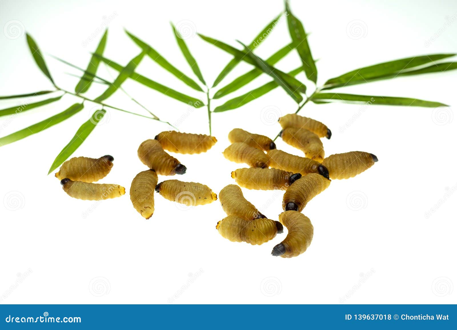 Red palm weevil larvae stock photo. Image of ferrugineus - 139637018