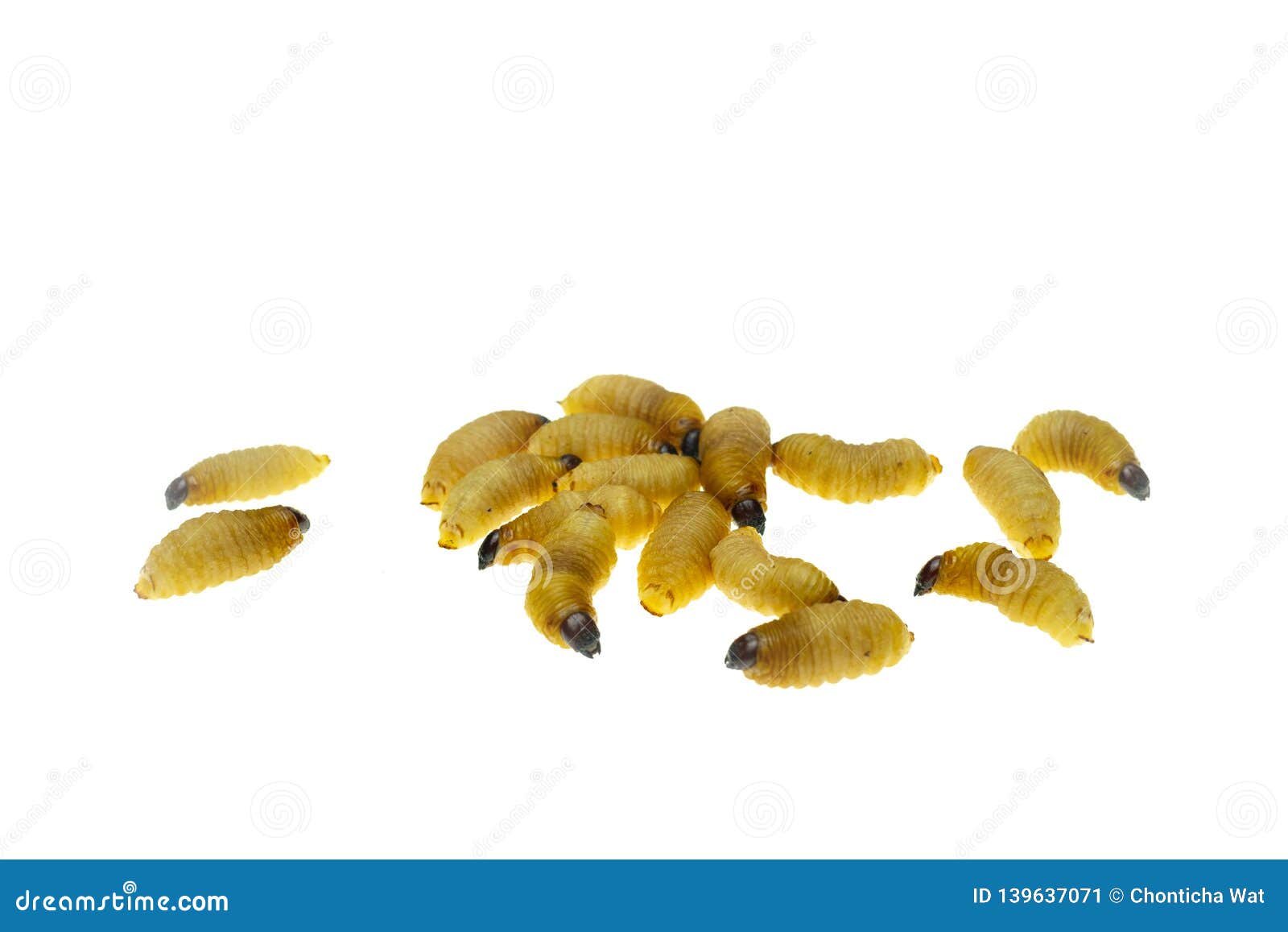 Red Palm Weevil Larvae on White Background Stock Image - Image of ...