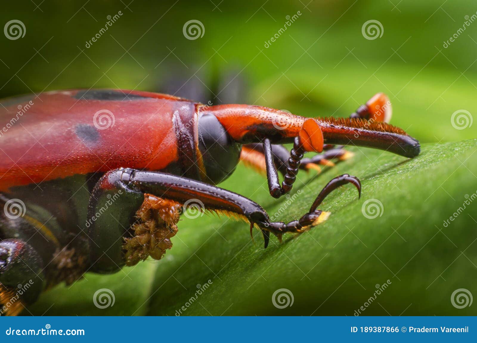 Red palm weevil stock photo. Image of asia, bless, insect - 189387866