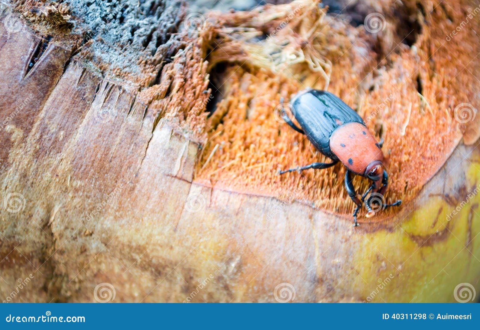 Red palm weevil stock photo. Image of ferrugineus, breeding - 40311298
