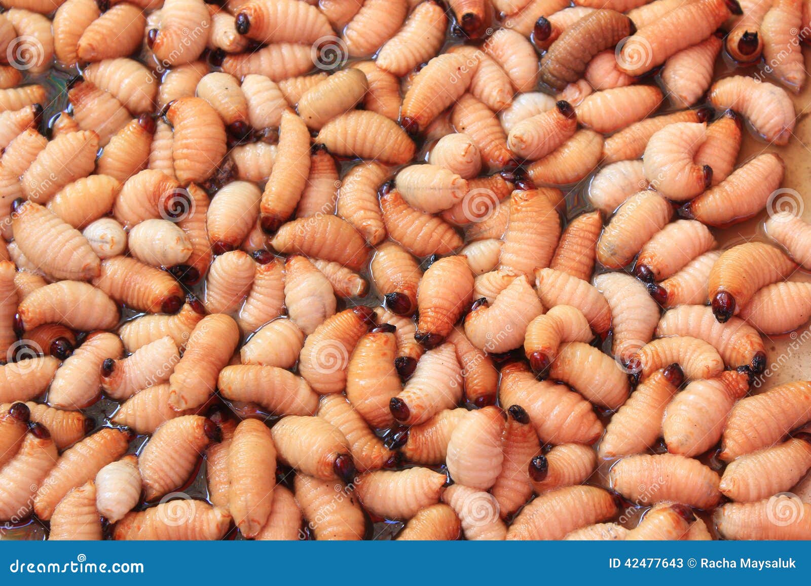 Sago Worm, Larvae From The Red Palm Weevil Stock Image | CartoonDealer ...