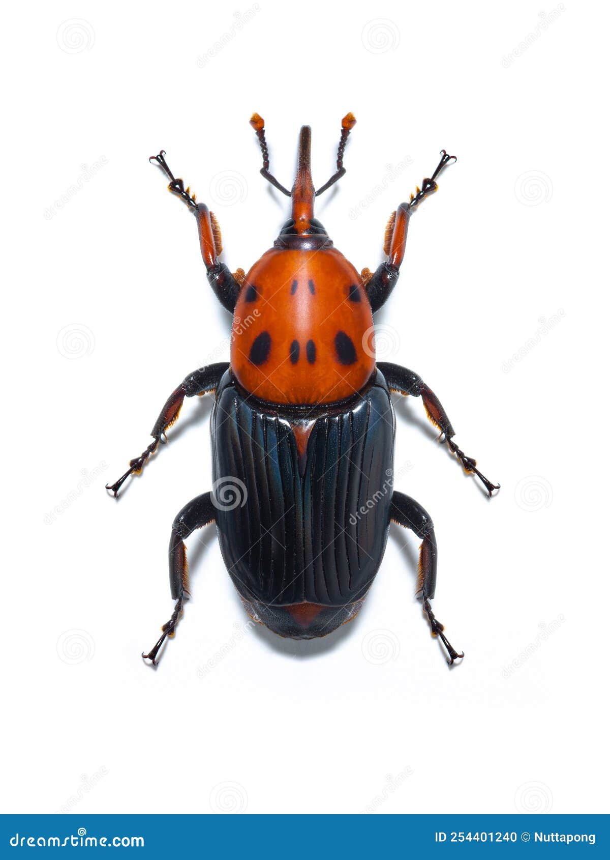 Red Palm Weevil, Red-stripes Palm Weevil Isolated on White Background ...