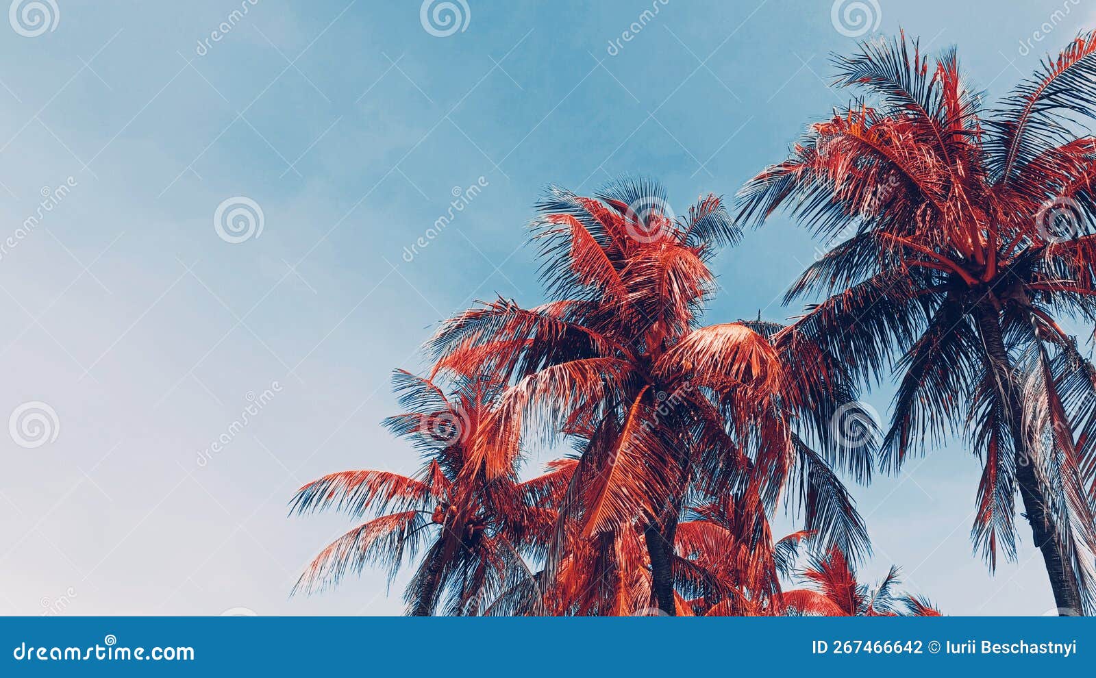 Red Palms with Blue Sky Background Stock Photo - Image of tree, space ...