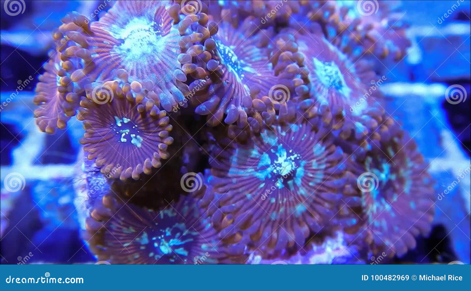Red Palythoa Coral Polyps in Current Stock Video - Video of environment ...