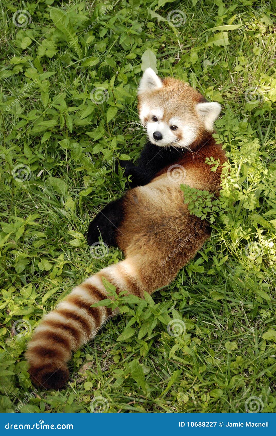Red Panda stock image. Image of endangered, small, grass - 10688227