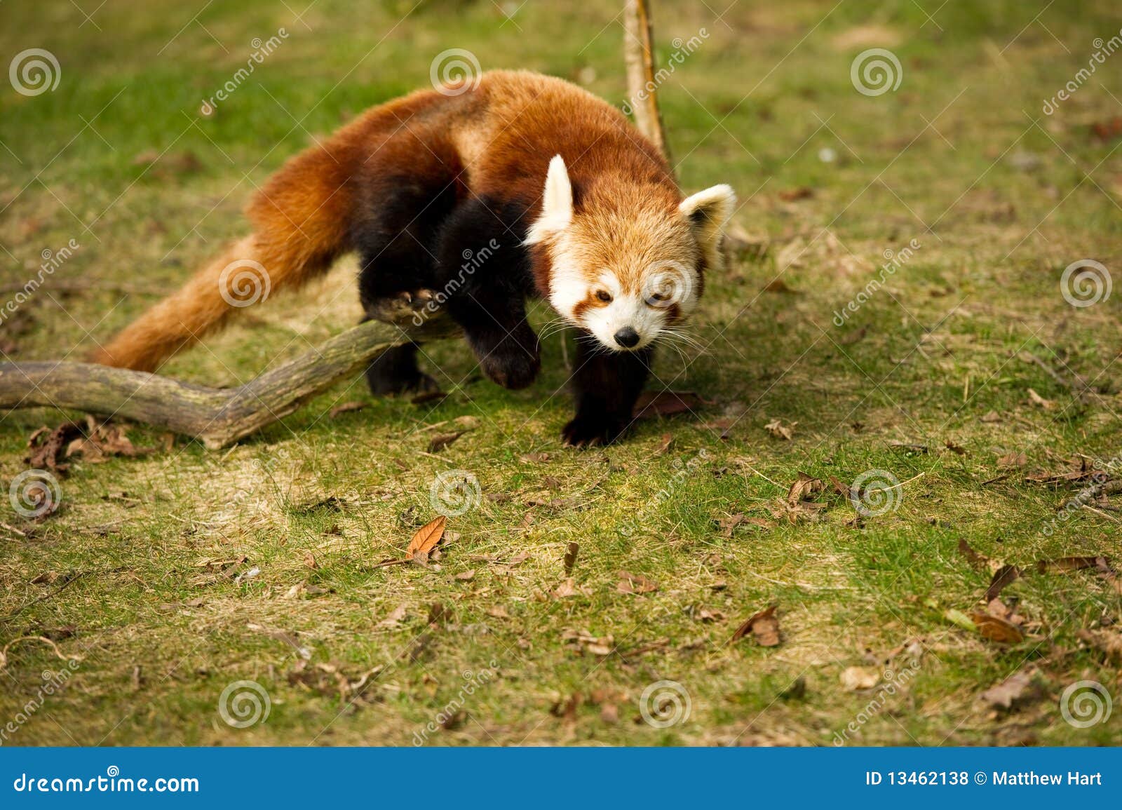 Red Panda stock photo. Image of flying, chinese, coat - 13462138