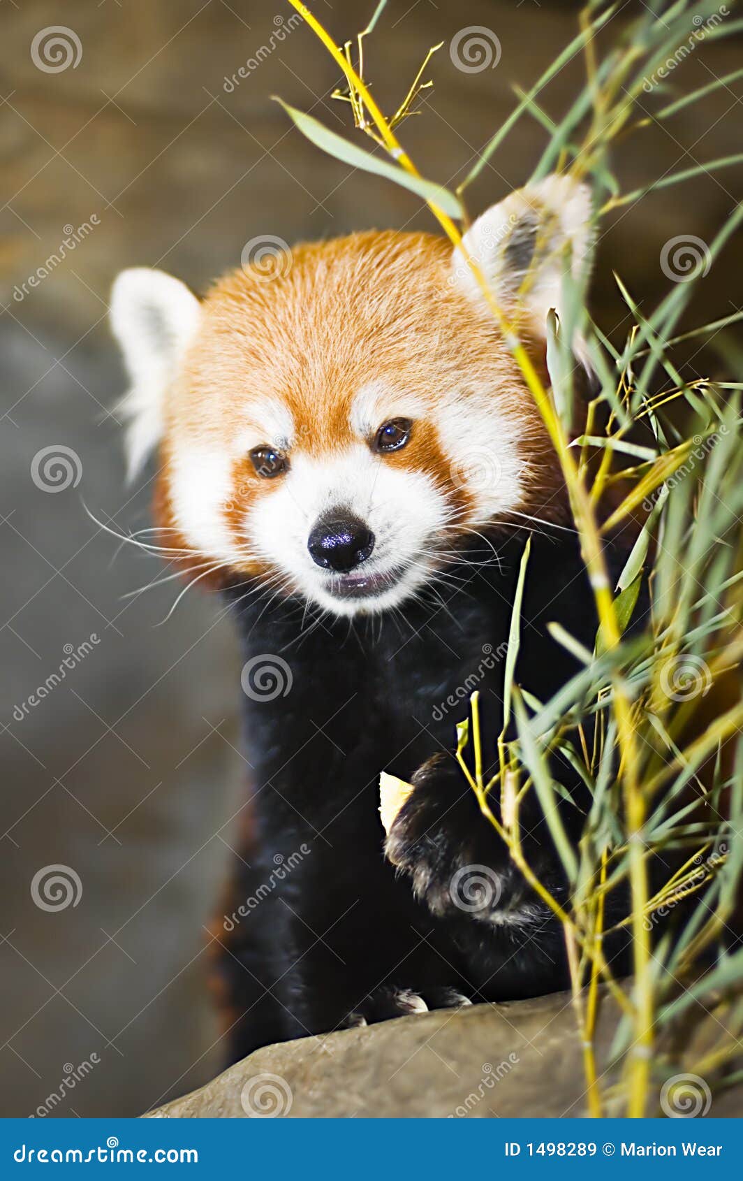 Red Panda stock image. Image of thokya, common, crimson - 1498289