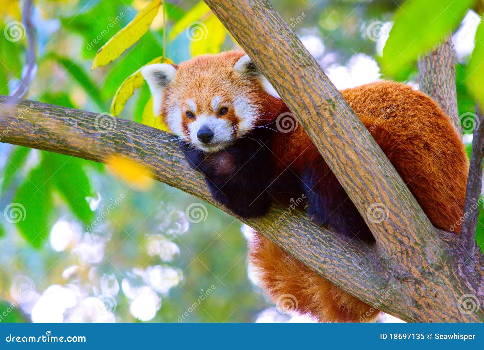 Red Panda stock image. Image of bhutan, common, endangered - 18697135