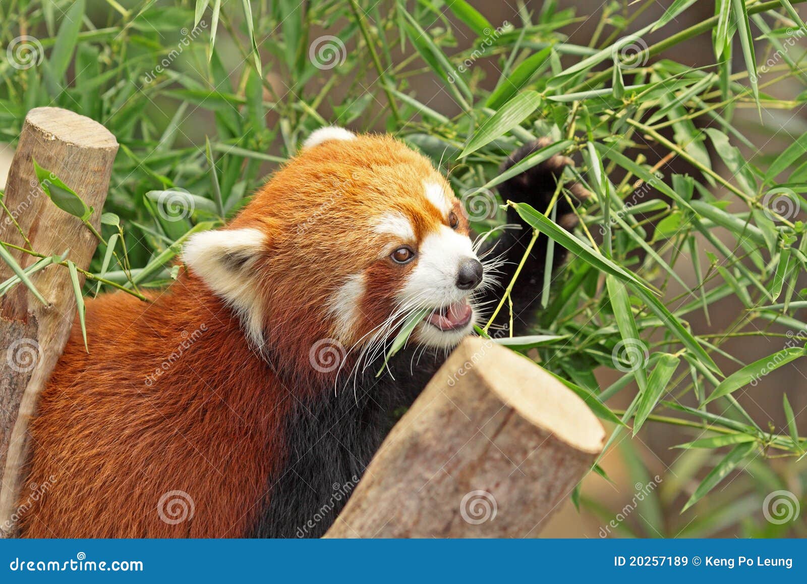 Red Panda stock image. Image of brown, cute, bamboo, black - 20257189