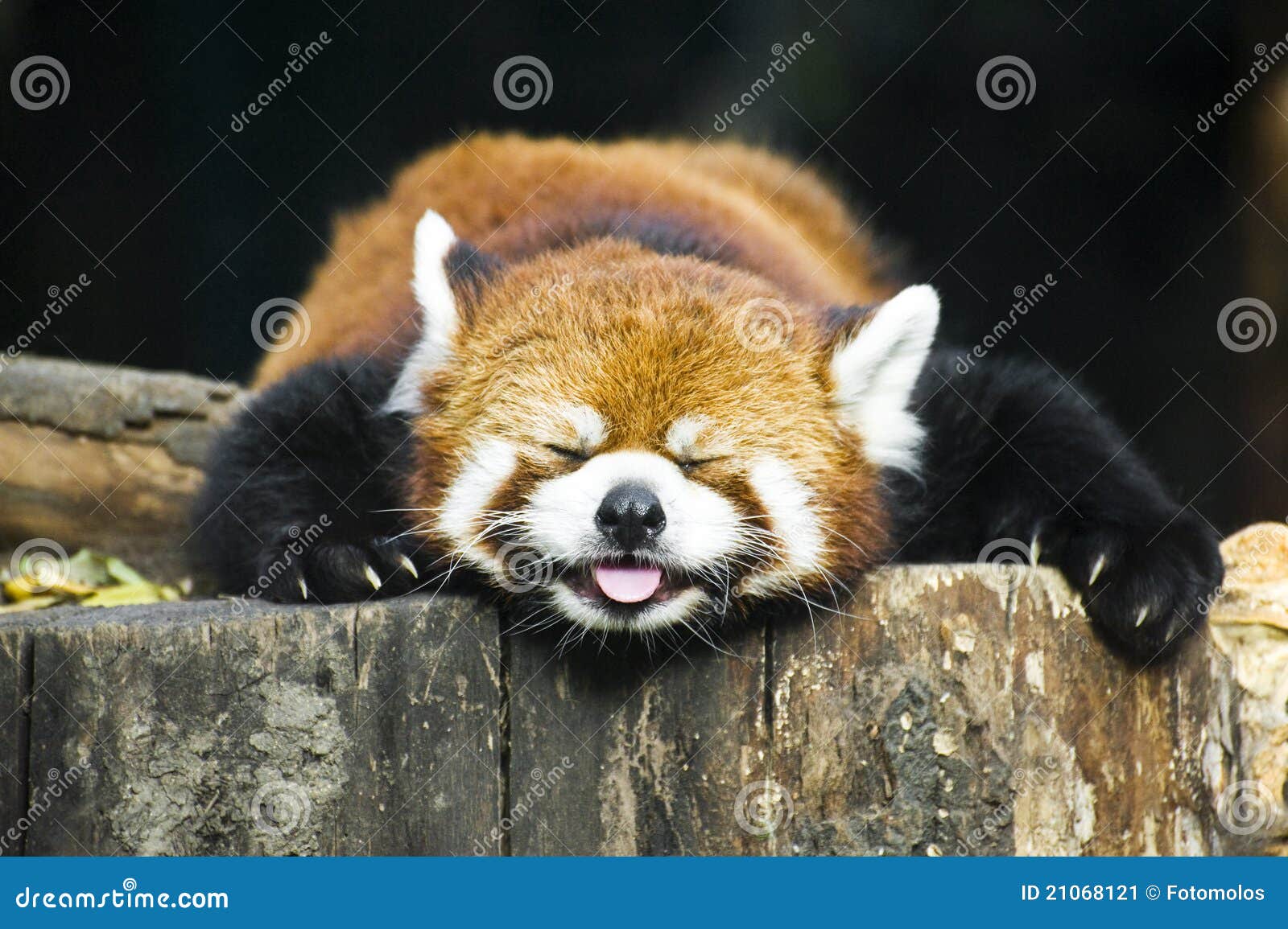 Red Panda stock image. Image of bear, relax, leaves, safaripark - 21068121